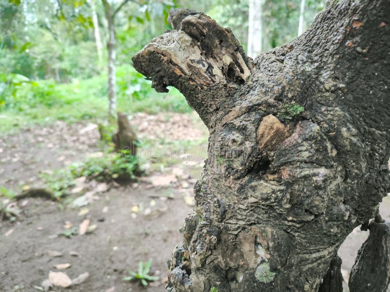 Red Cocoa Pod on Tree in the Field. Cocoa (Theobroma Cacao L.) is a ...