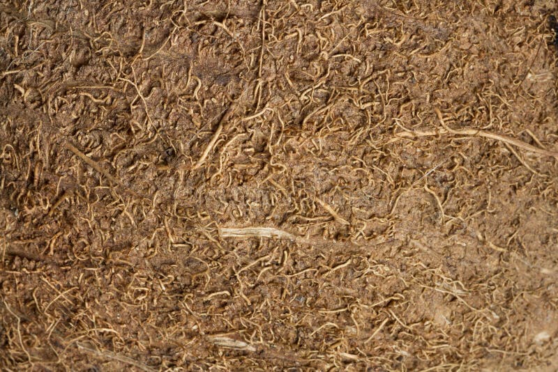 The Texture of Coconut Fibers with High-resolution Stock Image - Image ...