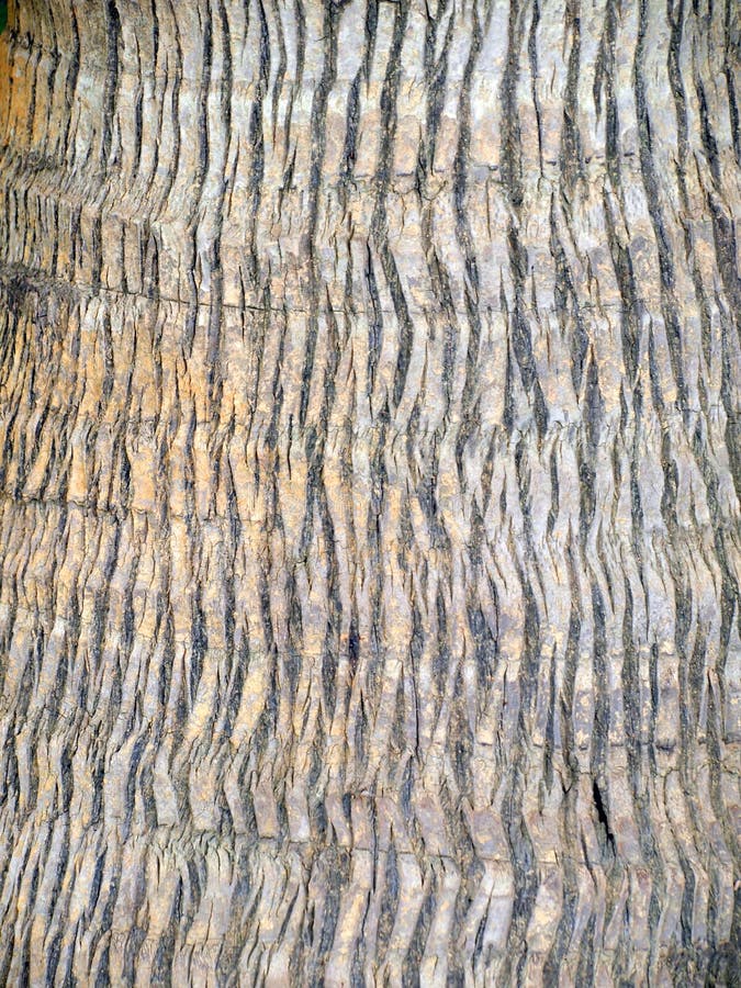 Texture of coconut tree stock photo. Image of brown, texture - 56034192