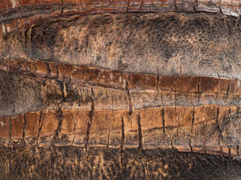 Texture of the Coconut Tree Stock Photo - Image of dirty, tree: 129676848