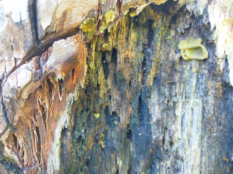 The Texture of a Coconut Tree that Has Blackened and Rotted from ...