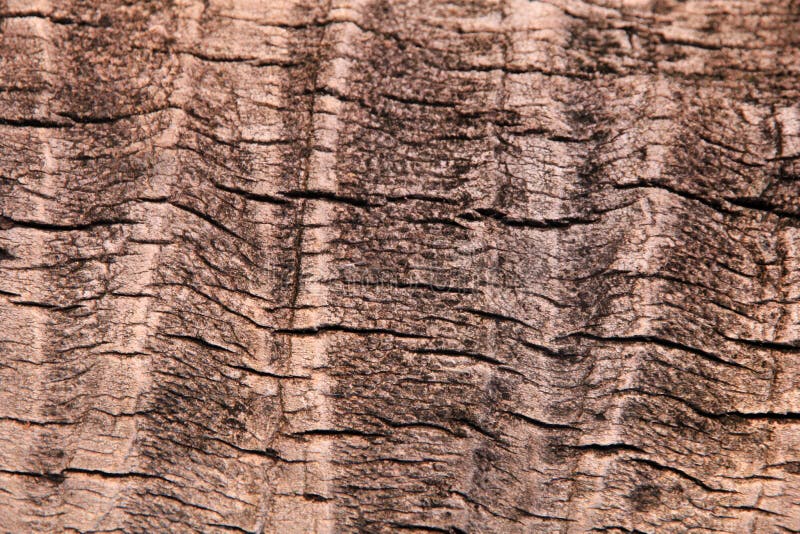 Texture of coconut tree stock image. Image of pattern - 101812187