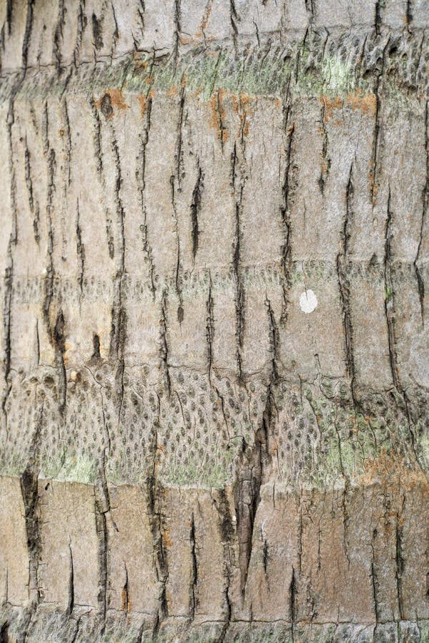 Coconut Bark Texture Seamless Stock Photos - Free & Royalty-Free Stock ...