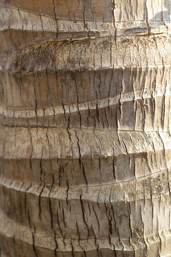 Texture of Coconut Trunk Displaying an Abstract and Unique Texture ...