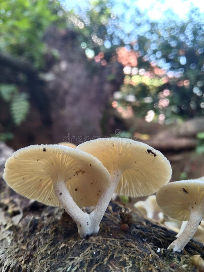 Texture of a White Mushroom Cluster Seen from the Underside Stock Photo ...
