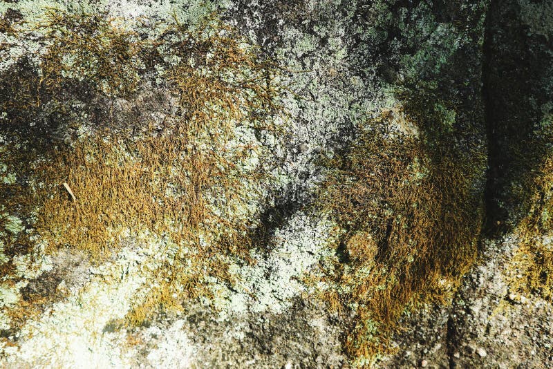 Texture Coller Yellow Green Stone Stock Photo - Image of green, stone ...