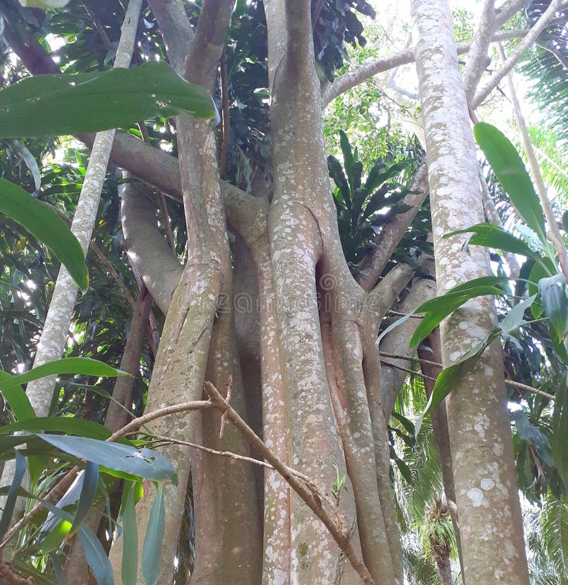 Texture and Color of Banyan Tree Trunks that are Still Several Years ...