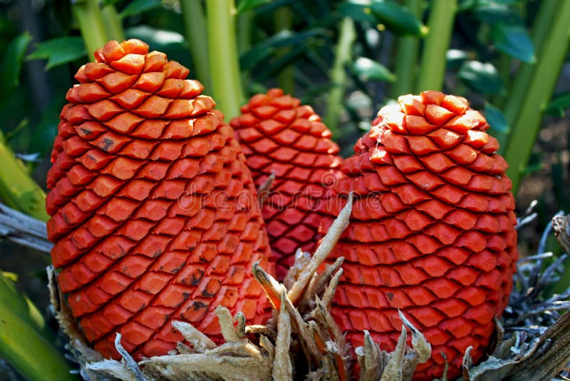 Orange seeds of cycad stock photo. Image of tree, seeds - 133318734
