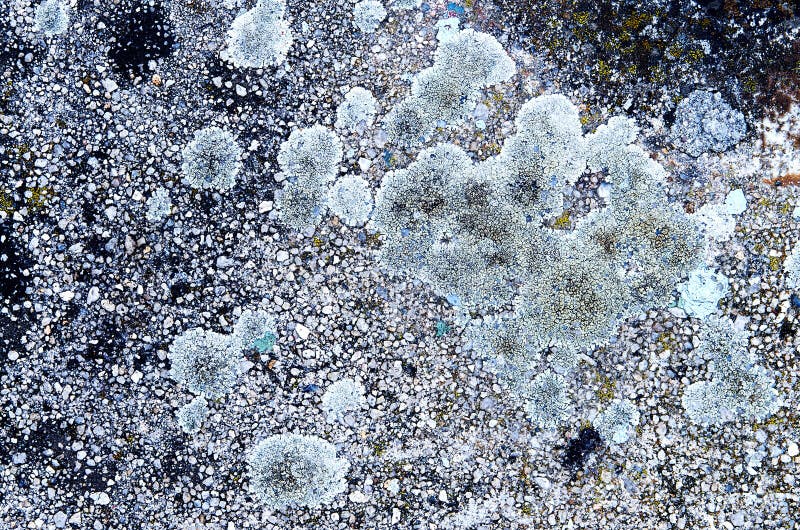 Mould Texture stock image. Image of disgusting, biology - 2221109