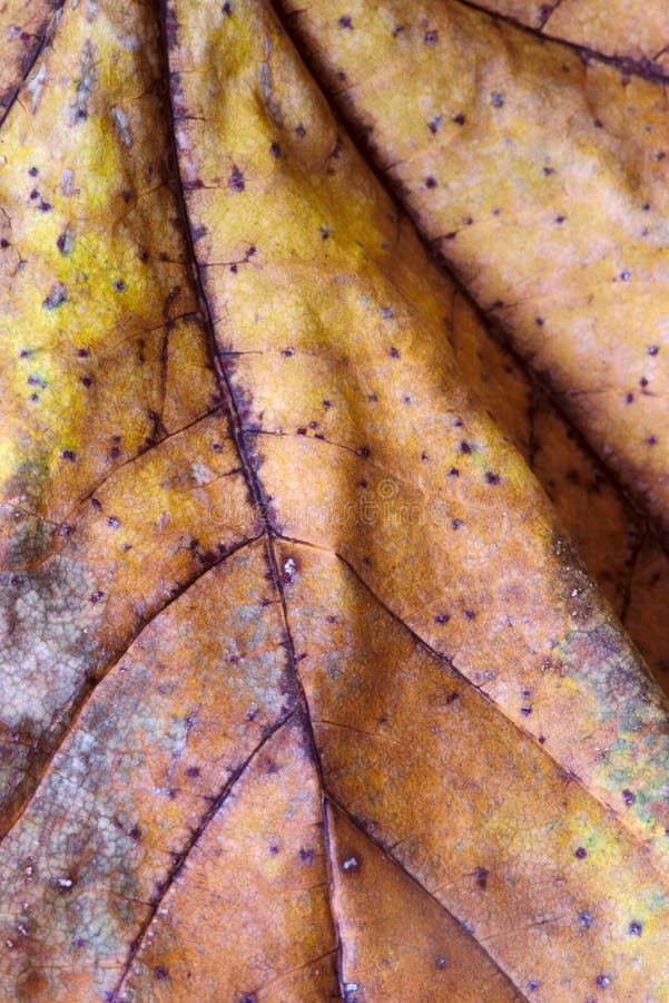 Texture and Colors of Dead Leaf Close-up Stock Photo - Image of closeup ...