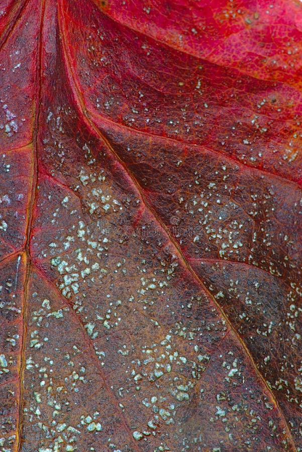 Texture and Colors of Dead Leaf Close-up Stock Image - Image of purple ...