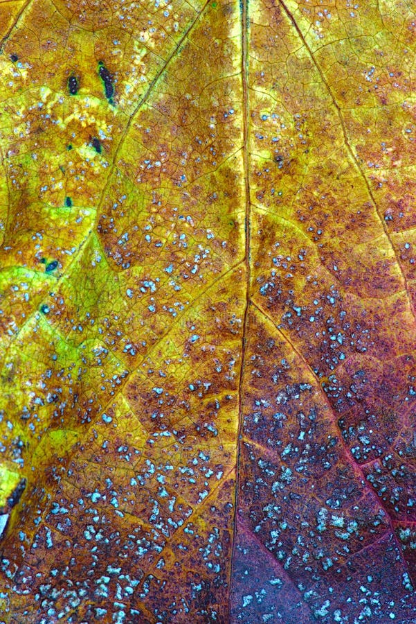 Texture and Colors of Dead Leaf Close-up Stock Photo - Image of leaves ...