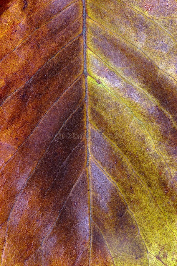 Texture and Colors of Dead Leaf Close-up Stock Image - Image of nervure ...
