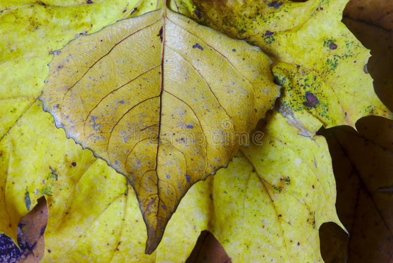 Texture and Colors of Dead Leaf Close-up Stock Image - Image of colors ...