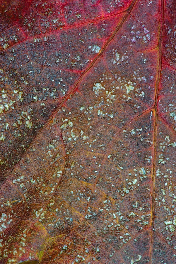 Texture and Colors of Dead Leaf Close-up Stock Photo - Image of macro ...