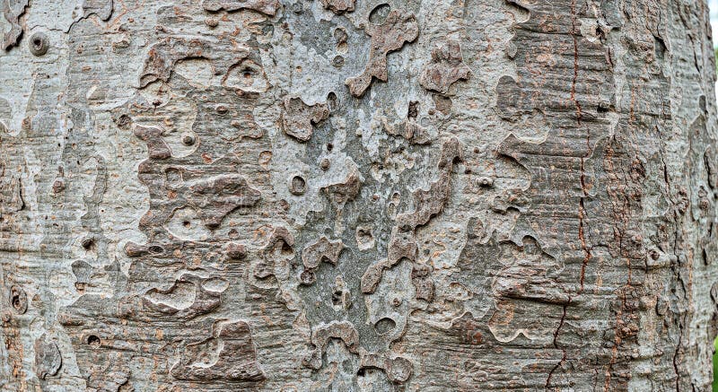 Smooth Rough Patches Texture Visually Interesting Soft Muted Grey Brown ...