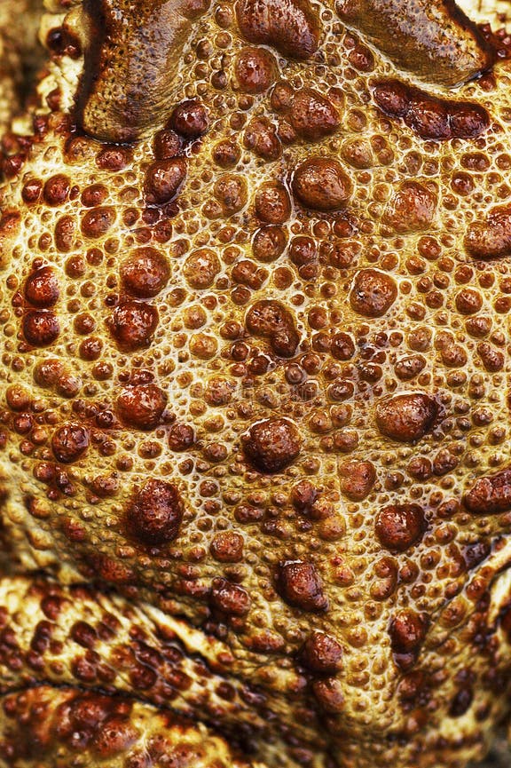 Texture of Common Brown Toad Skin Stock Image - Image of bumpy, close ...