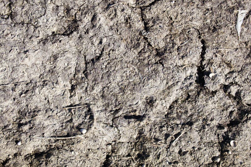 Texture Composed of Dirt, Bird Droppings and Feathers Stock Image ...