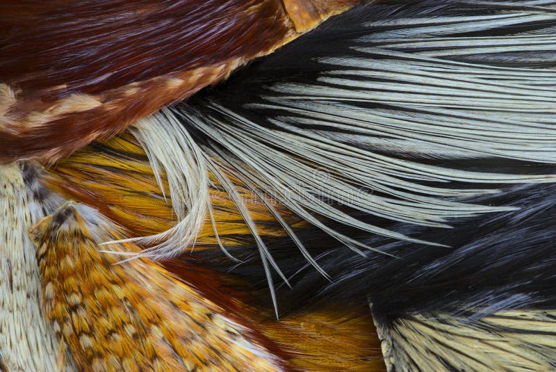 Texture, Composition with Different Kinds of Rooster Feathers Close-up ...