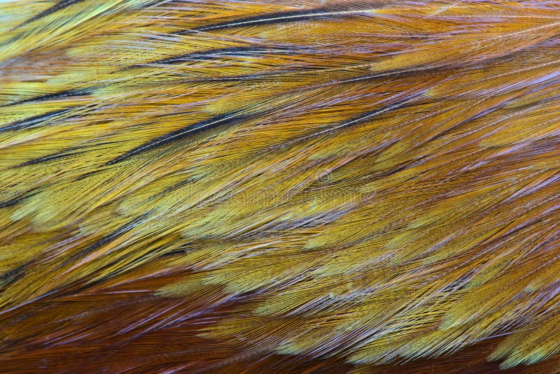 Texture, Composition with Different Kinds of Rooster Feathers Close-up ...