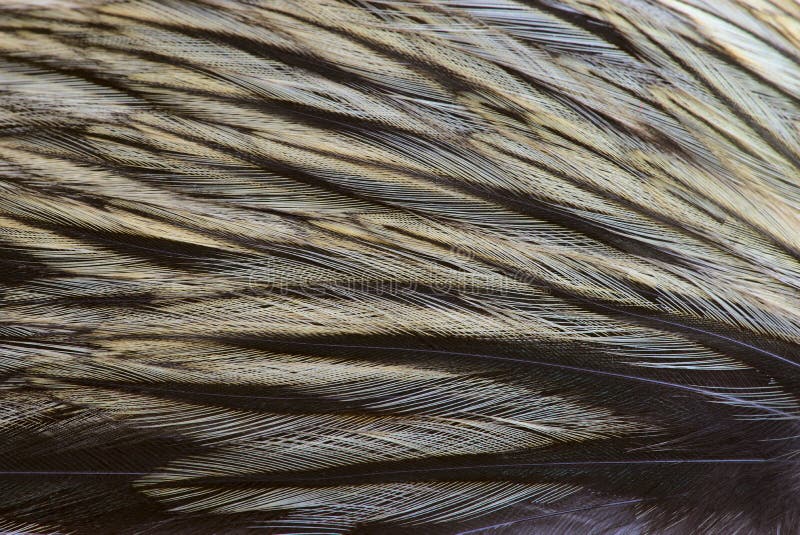 Texture, Composition with Different Kinds of Rooster Feathers Close-up ...