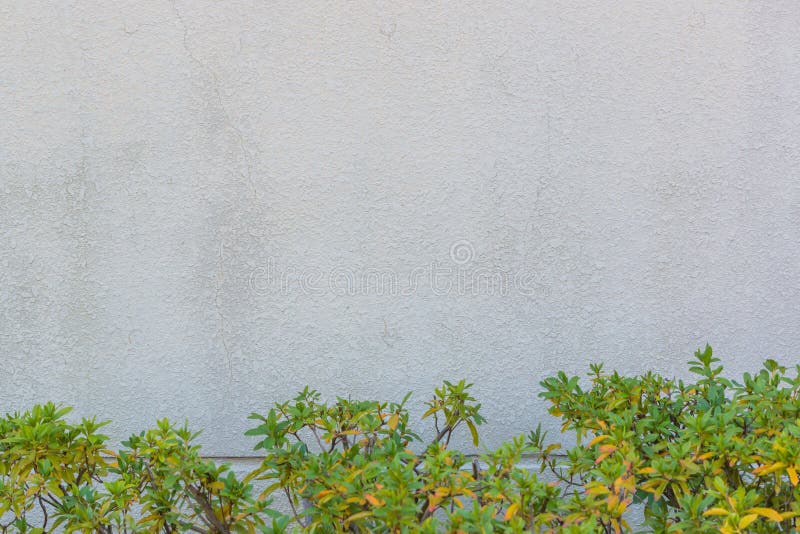 Texture Concrete Wall Against Green Bush. Stock Photo - Image of flat ...