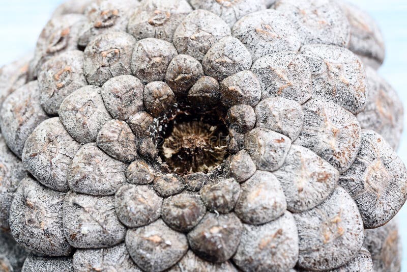 Texture Cones Close-up, Macro Stock Image - Image of coniferous ...