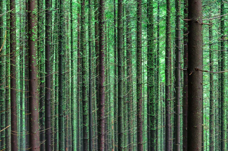 Texture of Coniferous Forest Stock Image - Image of area, leaf: 84727485