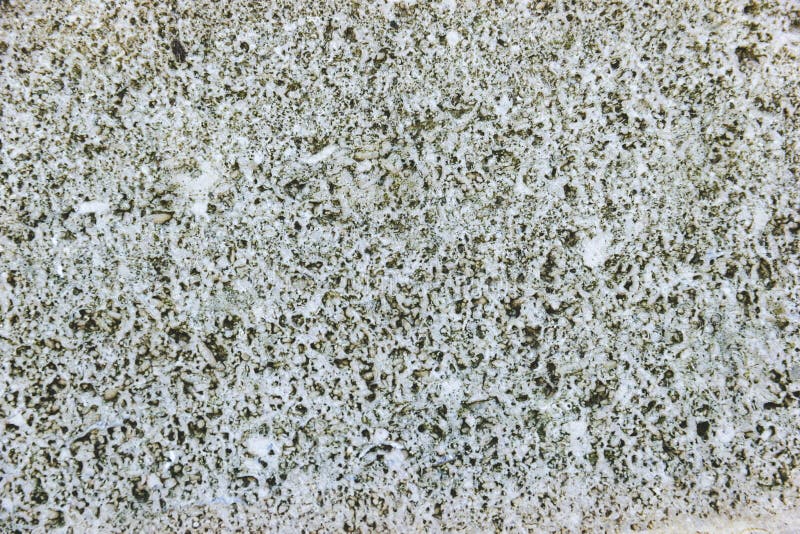 The Texture of the Coquina. Spongy Surface Structure of the Stone Rock ...