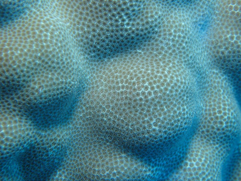 Texture coral stock photo. Image of decoration, biology - 27961452