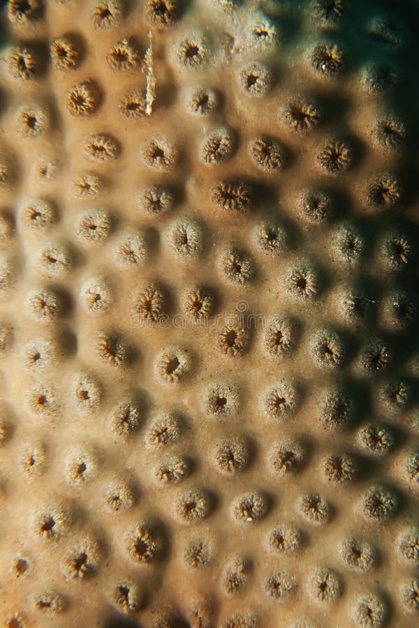 Texture coral stock image. Image of fullframe, coral - 25305217