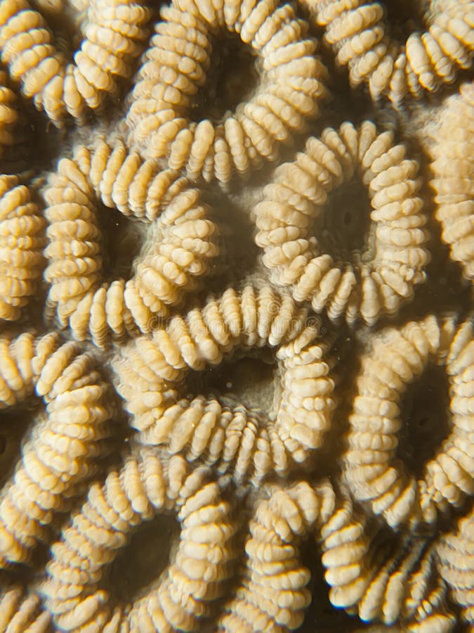 Texture coral stock photo. Image of aqua, life, ocean - 27960652