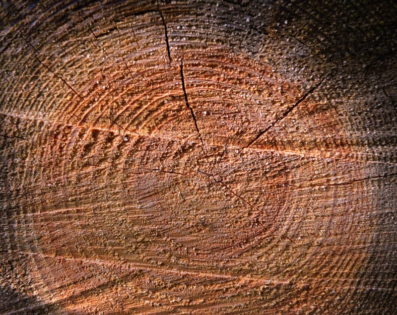 The Texture of the Core Tree Stock Image - Image of wood, circle: 48078209