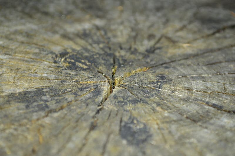 Core of a tree stock image. Image of ring, round, wood - 14213407