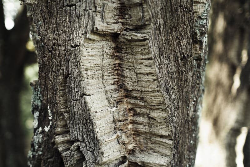 Texture of the Cork Oak Bark, Close-up. Stock Photo - Image of ...