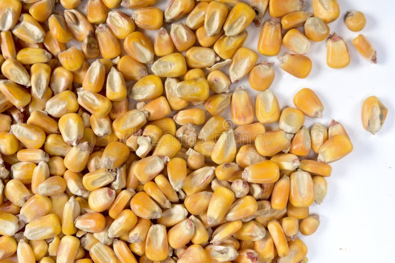 Texture of corn field stock image. Image of plant, growing - 56075103