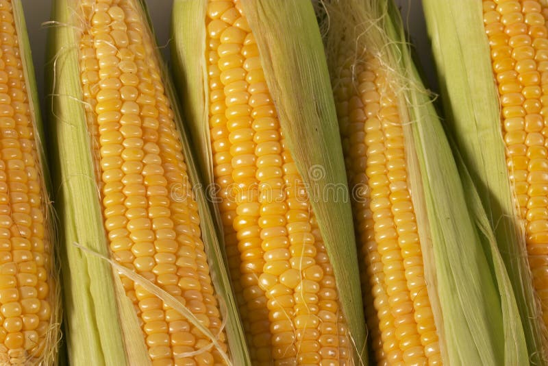 Texture corn stock photo. Image of vitamin, tasty, cook - 755706