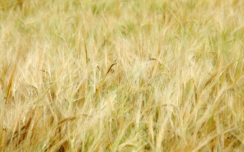 Texture Of Cornfield Picture. Image: 1775512