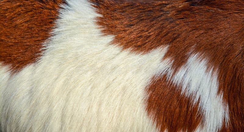Texture of a cow hair stock photo. Image of creative - 211344128