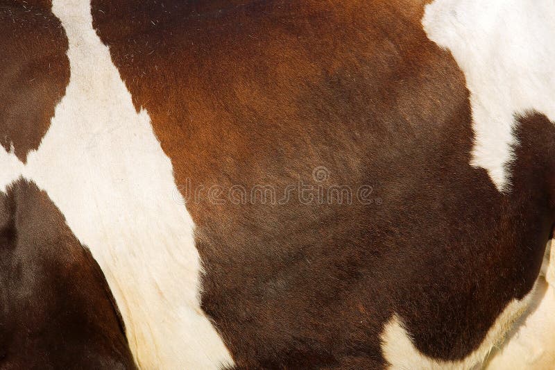Texture of cow s skin stock image. Image of frame, animal - 2700703