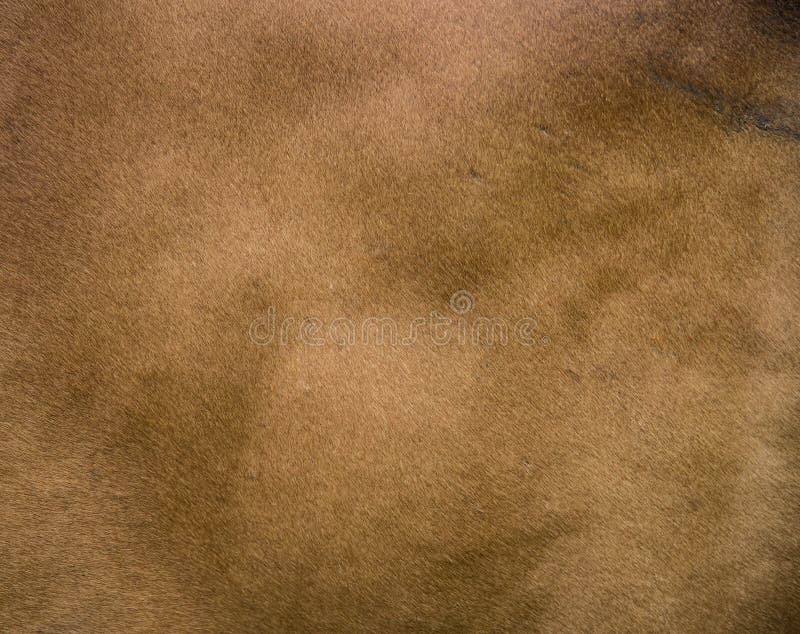 Texture of cow s skin. stock photo. Image of abstract - 78557282