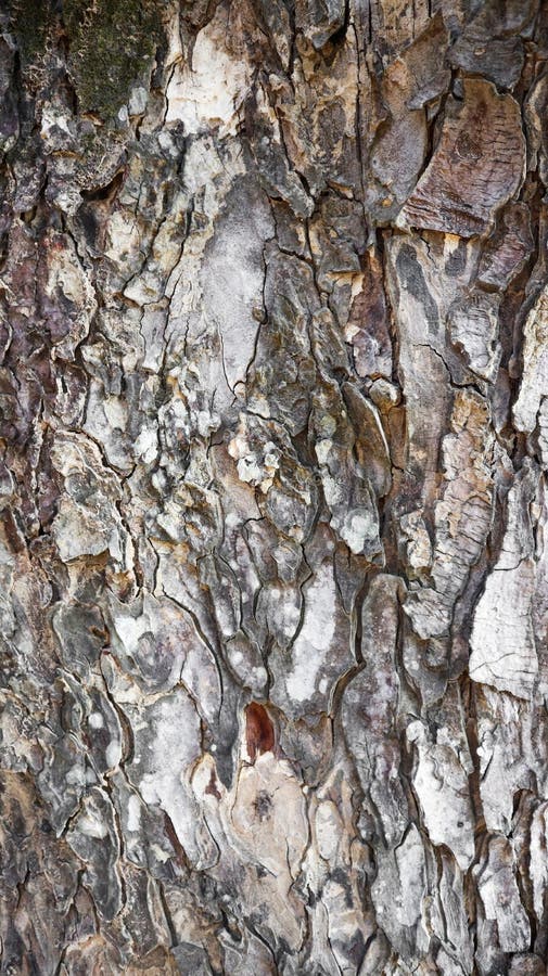 Texture of Crack Gray Rain Tree Bark Stock Photo - Image of gray ...