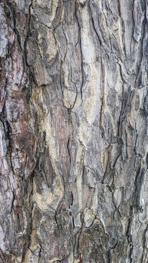 Texture of gray tree bark stock image. Image of autumn - 253148929
