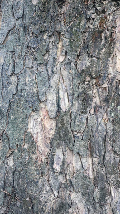 Texture of gray tree bark stock image. Image of geology - 253148955