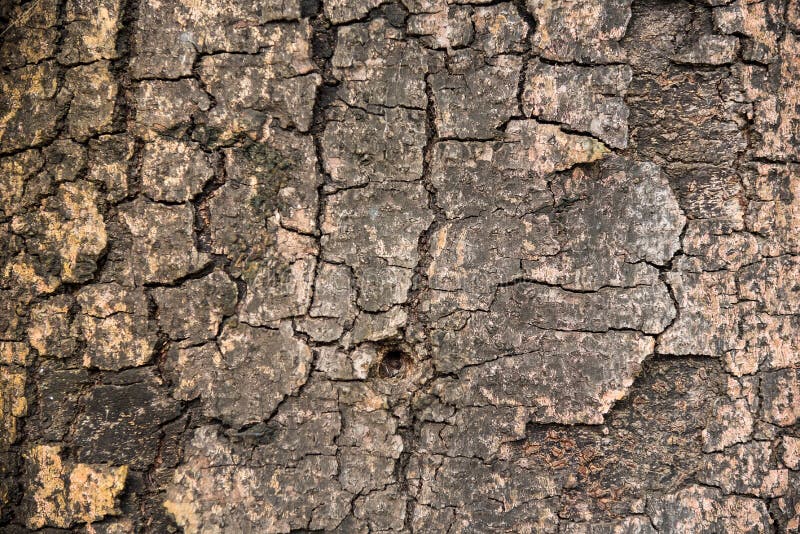 Texture of Cracked Shell on Tree Background. Stock Photo - Image of ...