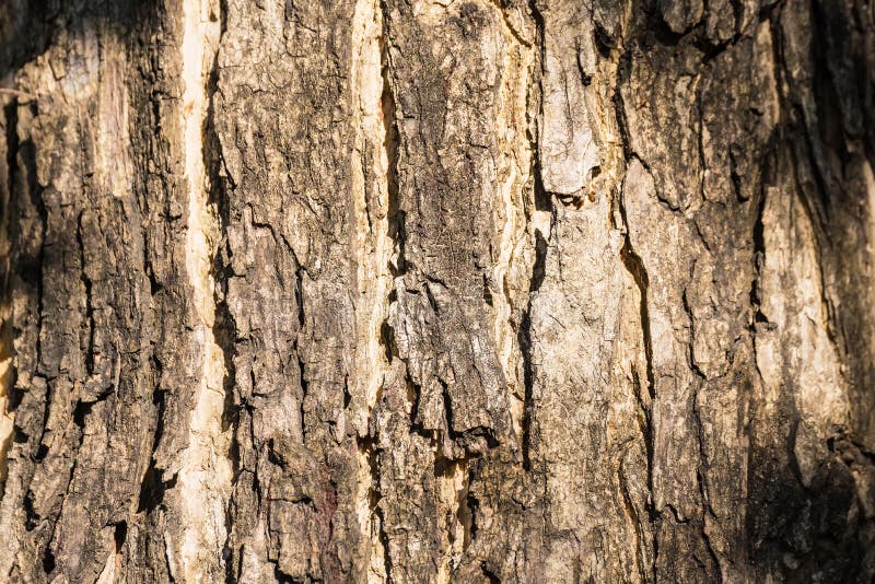 Texture of Cracked Shell on Tree Background. Stock Photo - Image of ...