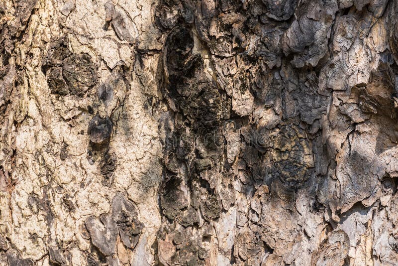 .Texture of Cracked Shell on Tree Background Stock Image - Image of ...