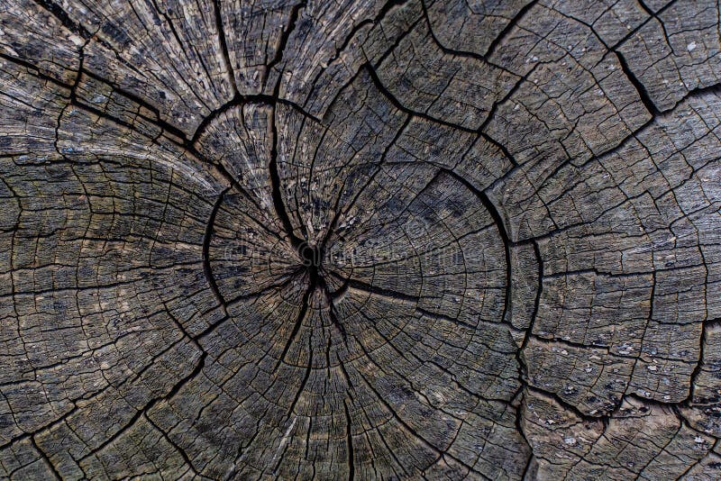 Texture of a Cracked Tree, Beautiful Wood Stock Image - Image of forest ...