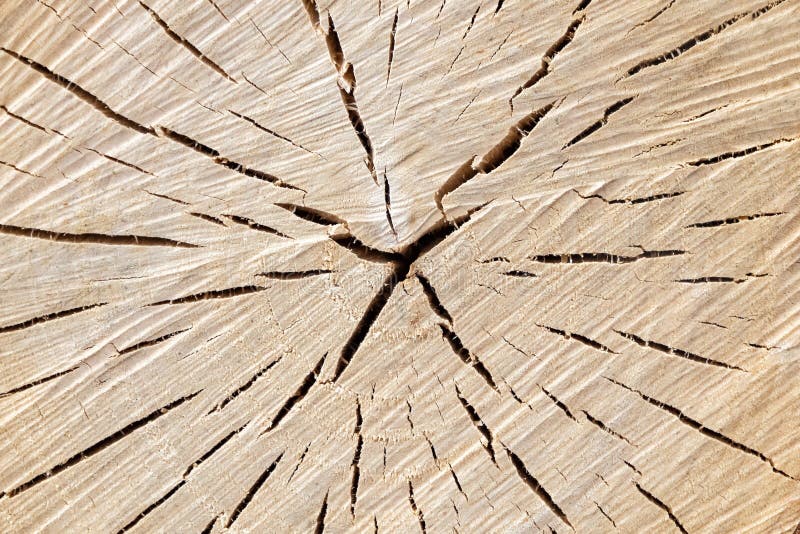 The Texture of Cracked Wood Logs. Wooden Background. Stock Image ...