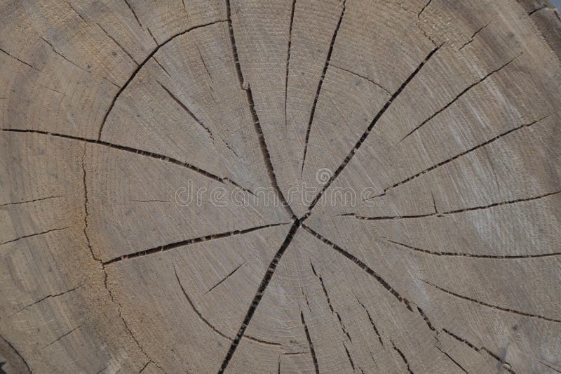 Texture Cracks in Transverse Sections of Wood Stock Image - Image of ...